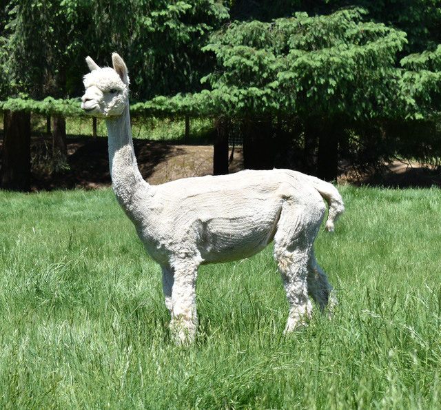 EVA Aurora - Alpaca, Huacaya, Bred (Female) - North Plains Alpacas ...