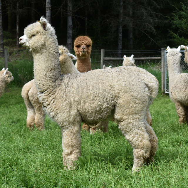 EVA Aurora - Alpaca, Huacaya, Bred (Female) - North Plains Alpacas ...