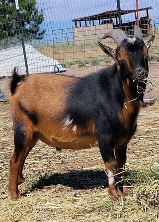 Nigerian Dwarf Goats Blue Eyes