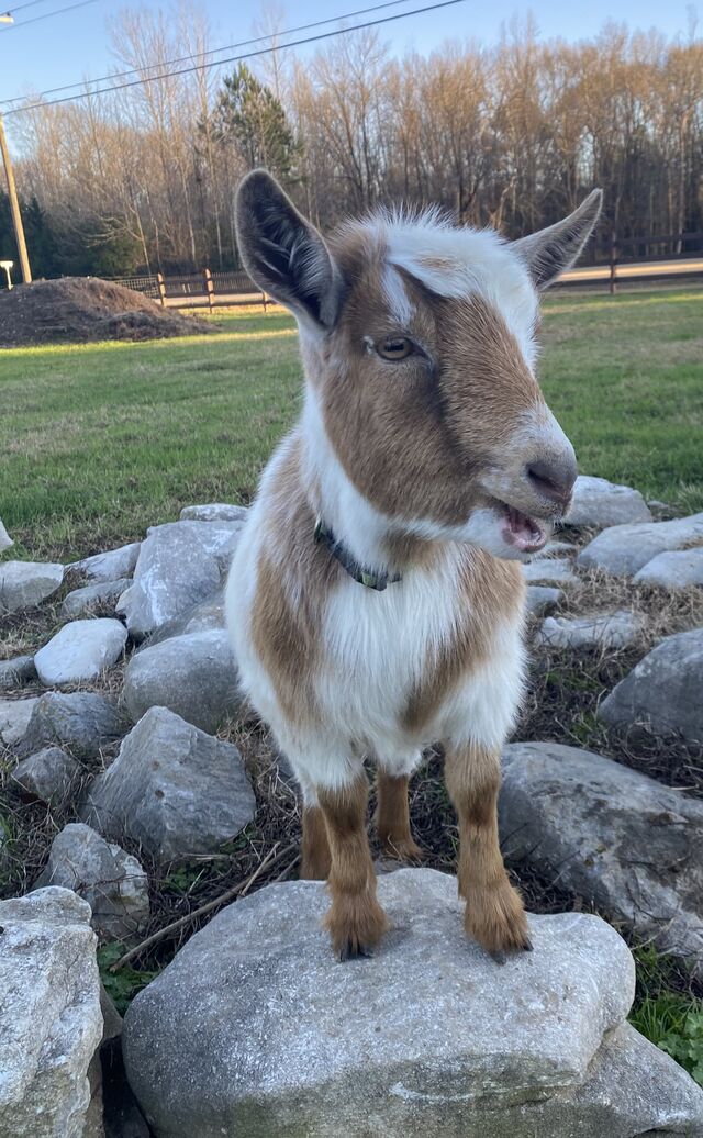 Agape Valley KR Snickers - Goat, Nigerian Dwarf, First Freshener ...