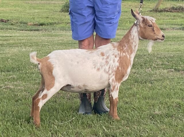 Agape Valley KR Snickers - Goat, Nigerian Dwarf, First Freshener ...