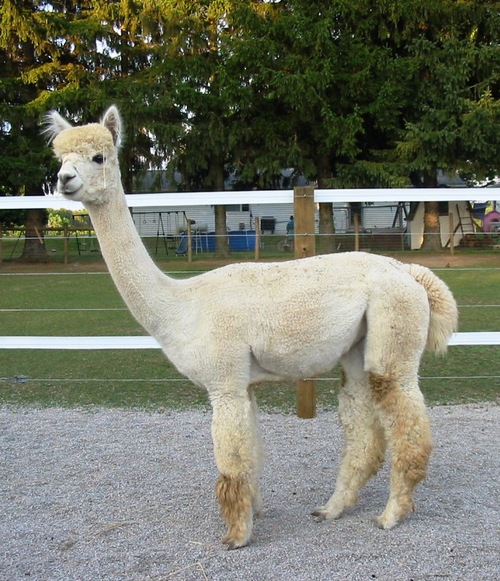 GGF El ACCOYO RUBIO'S CARINA - Alpaca, Huacaya, Open (Female ...