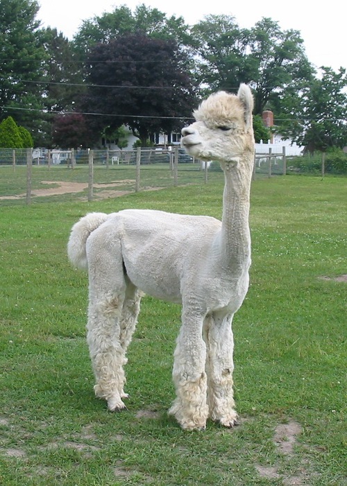 GGF El ACCOYO RUBIO'S CARINA - Alpaca, Huacaya, Open (Female ...