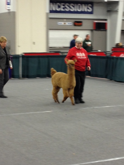 Grayson's Magnus - Alpaca, Huacaya, Gelding (Male) - Wildwood Alpacas ...