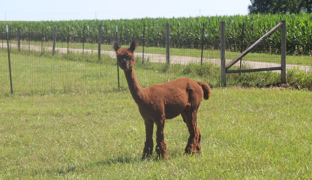 E Pluribus Unum's Penny IPH - Alpaca, Huacaya, Open (Female) - Alpacas ...