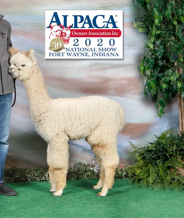 KBA & CCAP's Curious George - Alpaca, Huacaya, Jr. Herdsire (Male) - KB ...