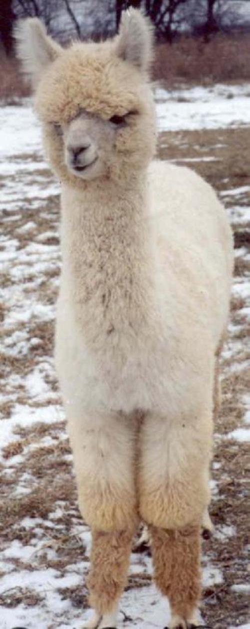 SA Accoya Charisma - Alpaca, Huacaya, Open (Female) - The Alpacas of ...