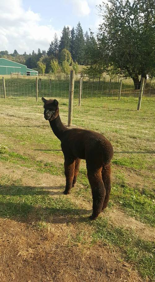 Seven Leagues of Apollo - Alpaca, Huacaya, Jr. Herdsire (Male ...