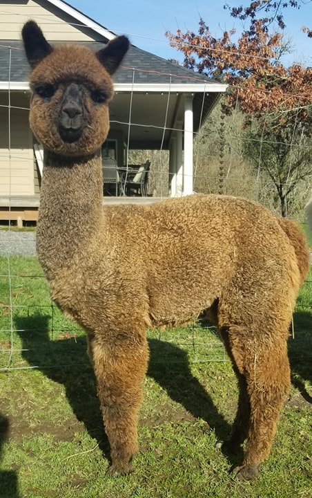 Thor Farms Innsbruck's Elle - Alpaca, Huacaya, Bred (Female ...