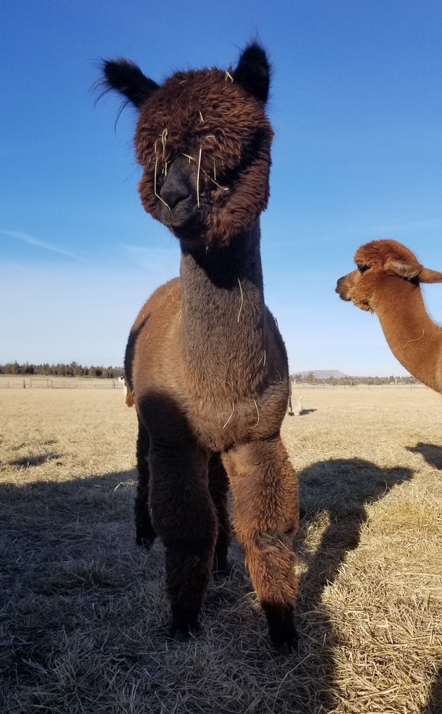 Thor Farms Innsbruck's Elle - Alpaca, Huacaya, Bred (Female ...