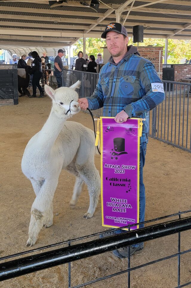 Thor Farms Winchester - Alpaca, Huacaya, Male - Thordarson Farms ...