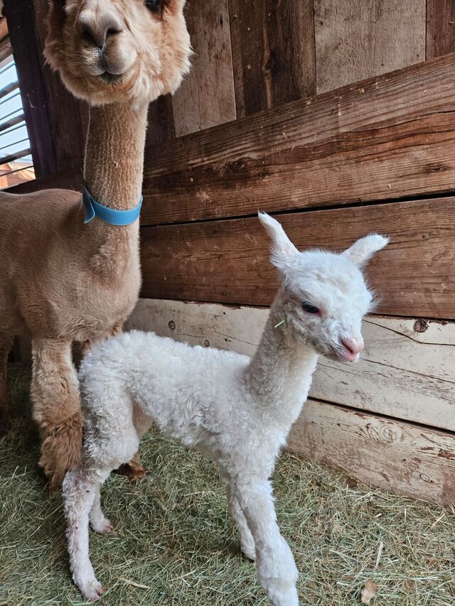 Thor Farms Kohara - Alpaca, Huacaya, Open (Female) - Thordarson Farms ...