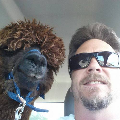 Temecula Valley Alpacas - nonprofit alpaca farm located in Temecula ...