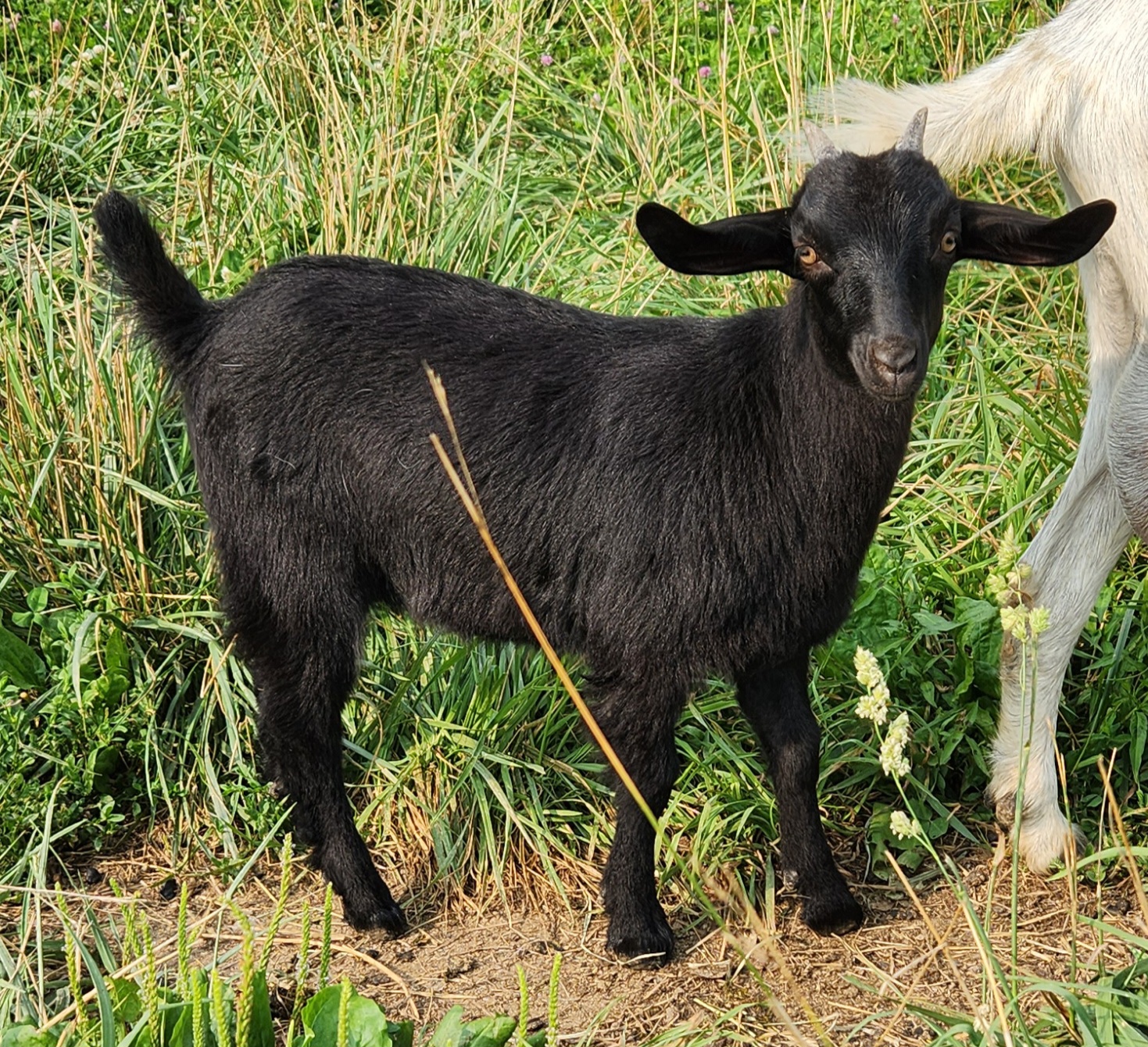 Purebred Spanish Goats