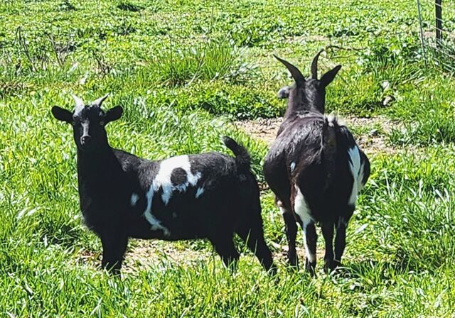 Evensong - Goat, Myotonic, Jr. Doe (female) - Brightman Farm, Princess ...