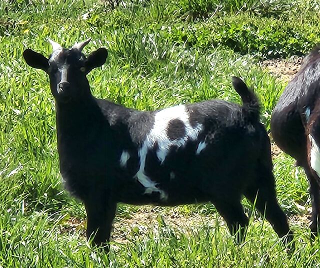 Evensong - Goat, Myotonic, Jr. Doe (female) - Brightman Farm, Princess ...
